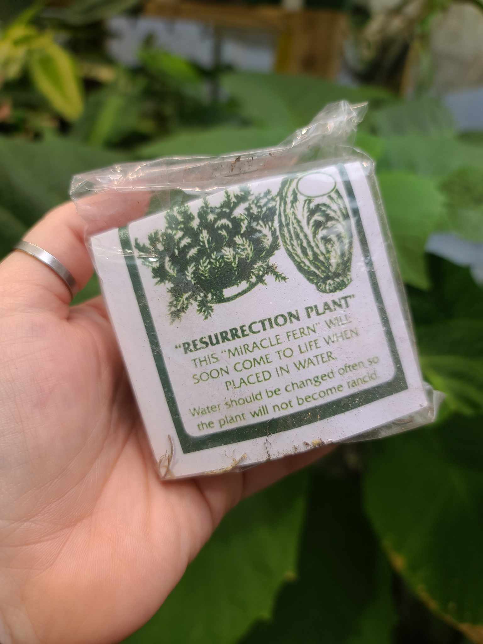 Resurrection Fern / Rose of Jericho - TheDrunkenGnome Airplant Co.