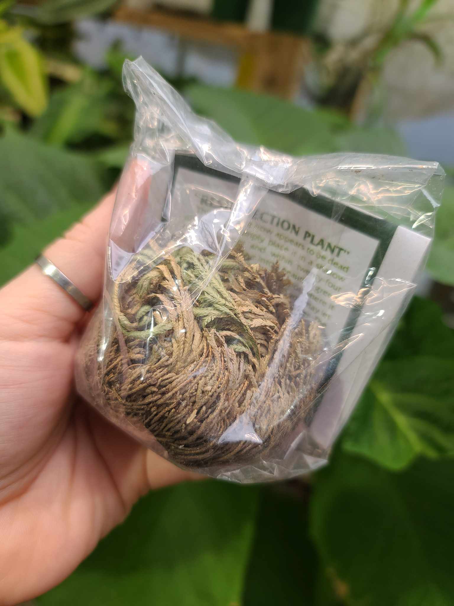 Resurrection Fern / Rose of Jericho - TheDrunkenGnome Airplant Co.