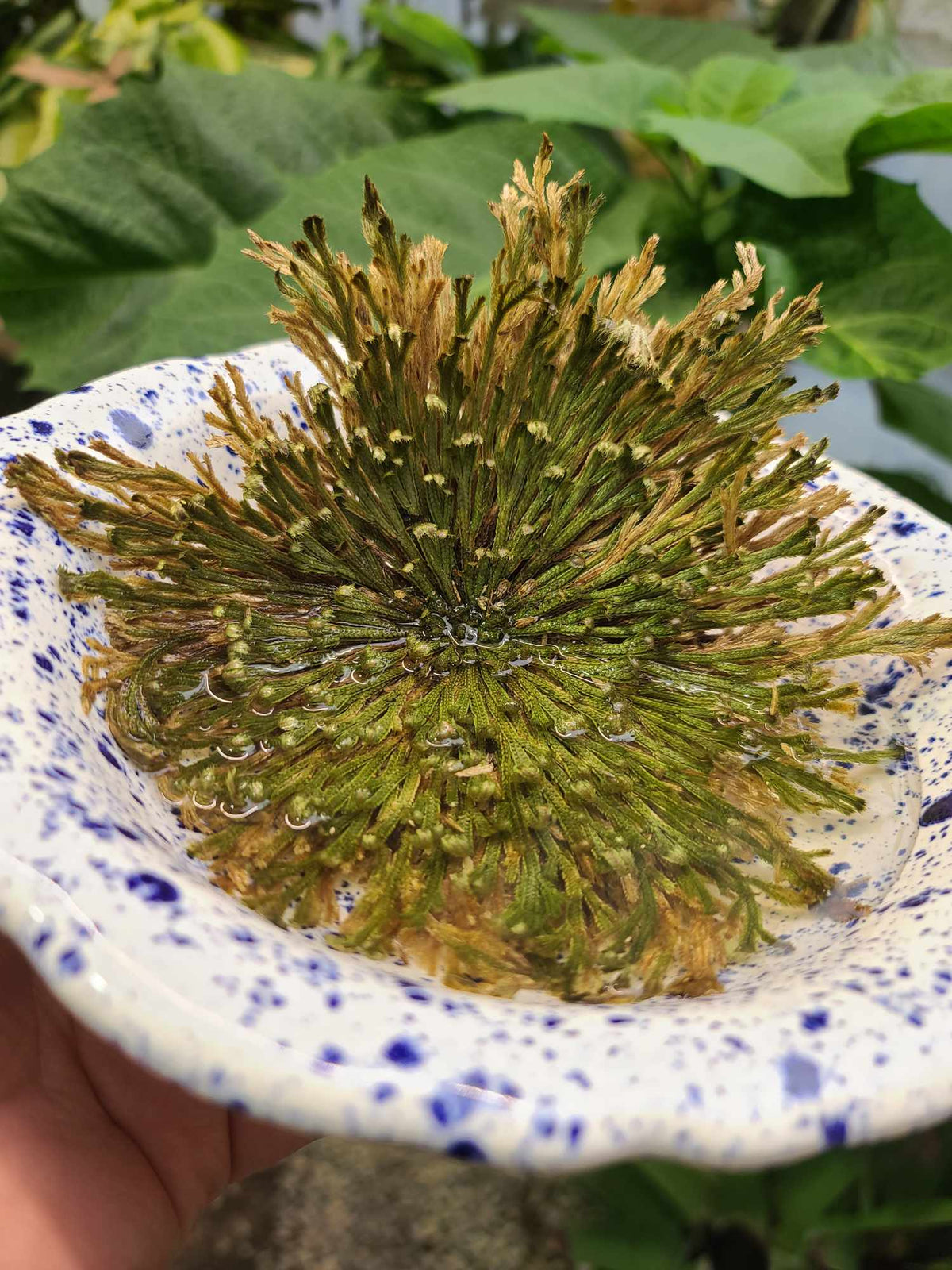 Resurrection Fern / Rose of Jericho - TheDrunkenGnome Airplant Co.