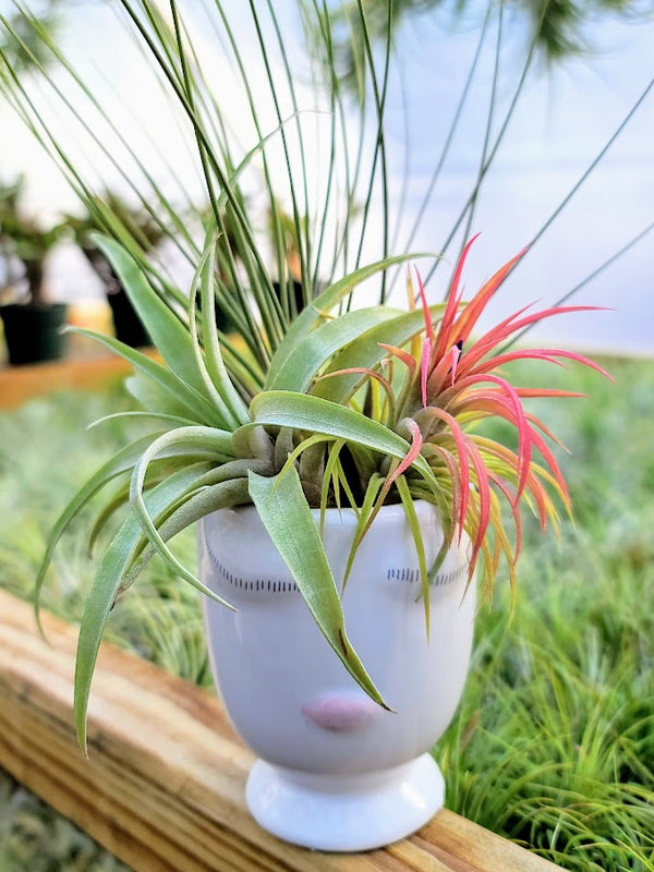 Holiday Air Plant Collection - TheDrunkenGnome Airplant Co.