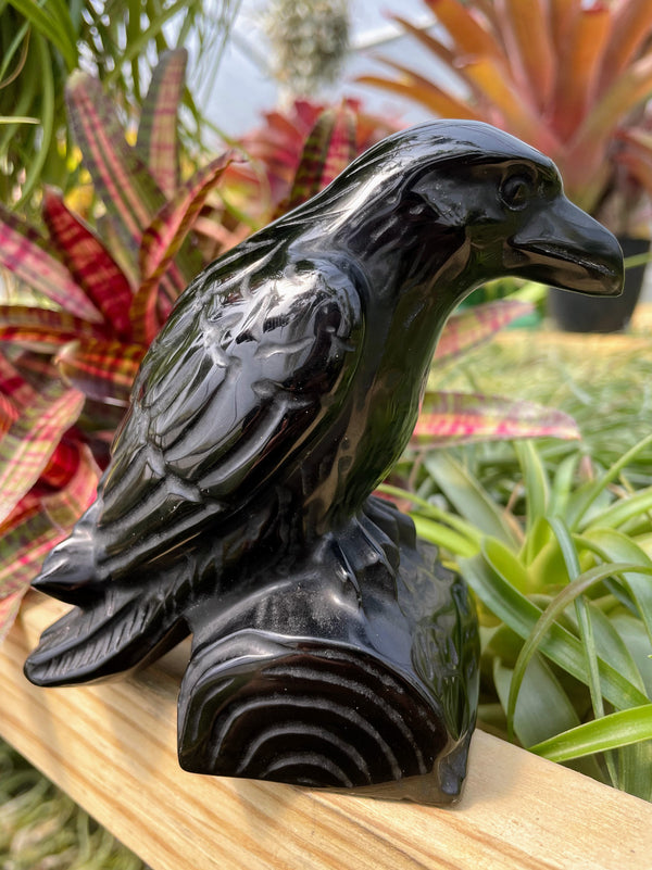 Black Obsidian Raven Crystal Carving - TheDrunkenGnome Airplant Co.