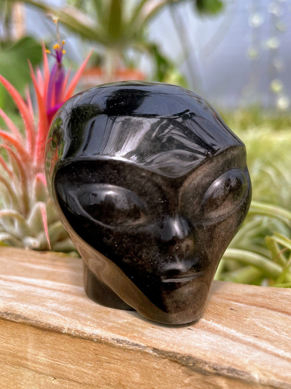 Silver Sheen Obsidian Alien Skull Carving - TheDrunkenGnome Airplant Co.