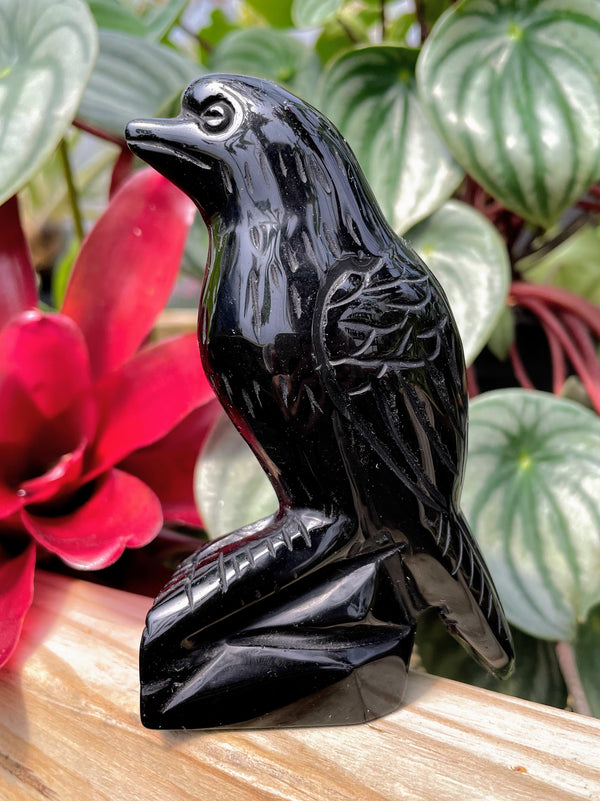 Black Obsidian Raven Crystal Carving - TheDrunkenGnome Airplant Co.